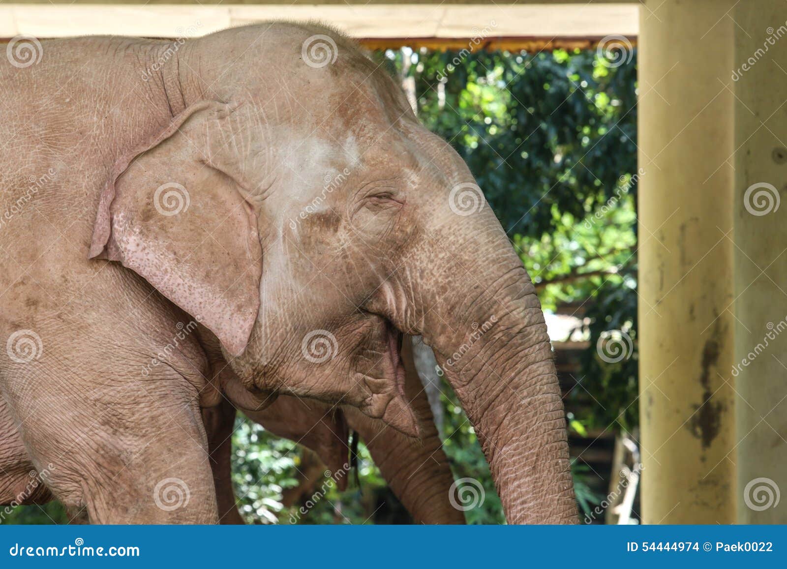 White elephant stock photo. Image of cute, birdlife, natural - 54444974
