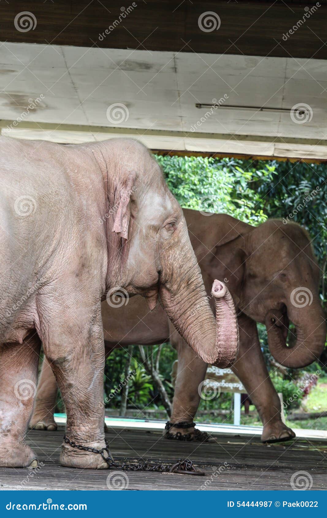 White elephant stock image. Image of pukeko, male, large - 54444987