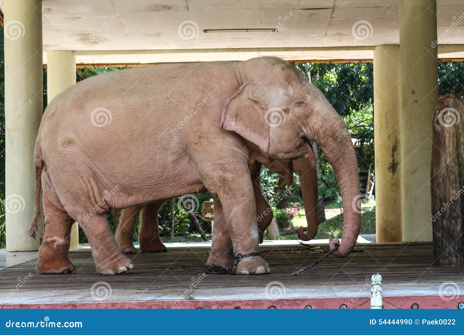 White elephant stock photo. Image of myanmar, cute, purple - 54444990