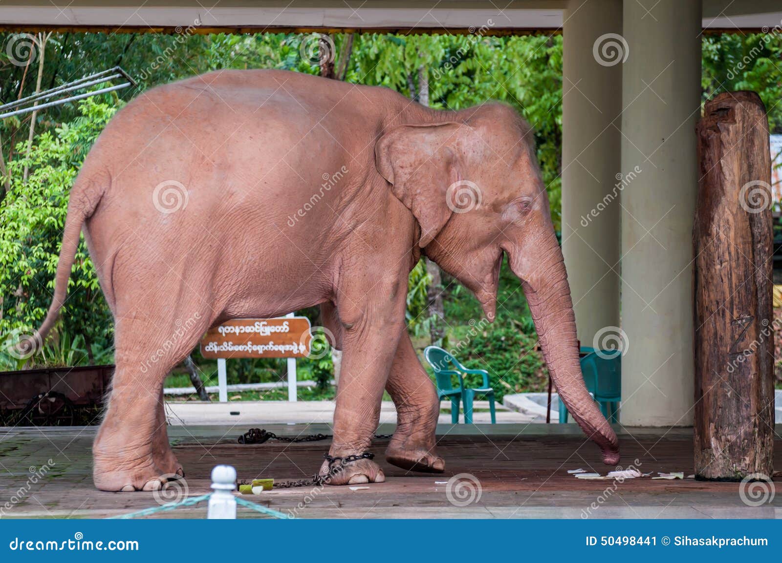 White elephant stock image. Image of elephant, safari - 50498441