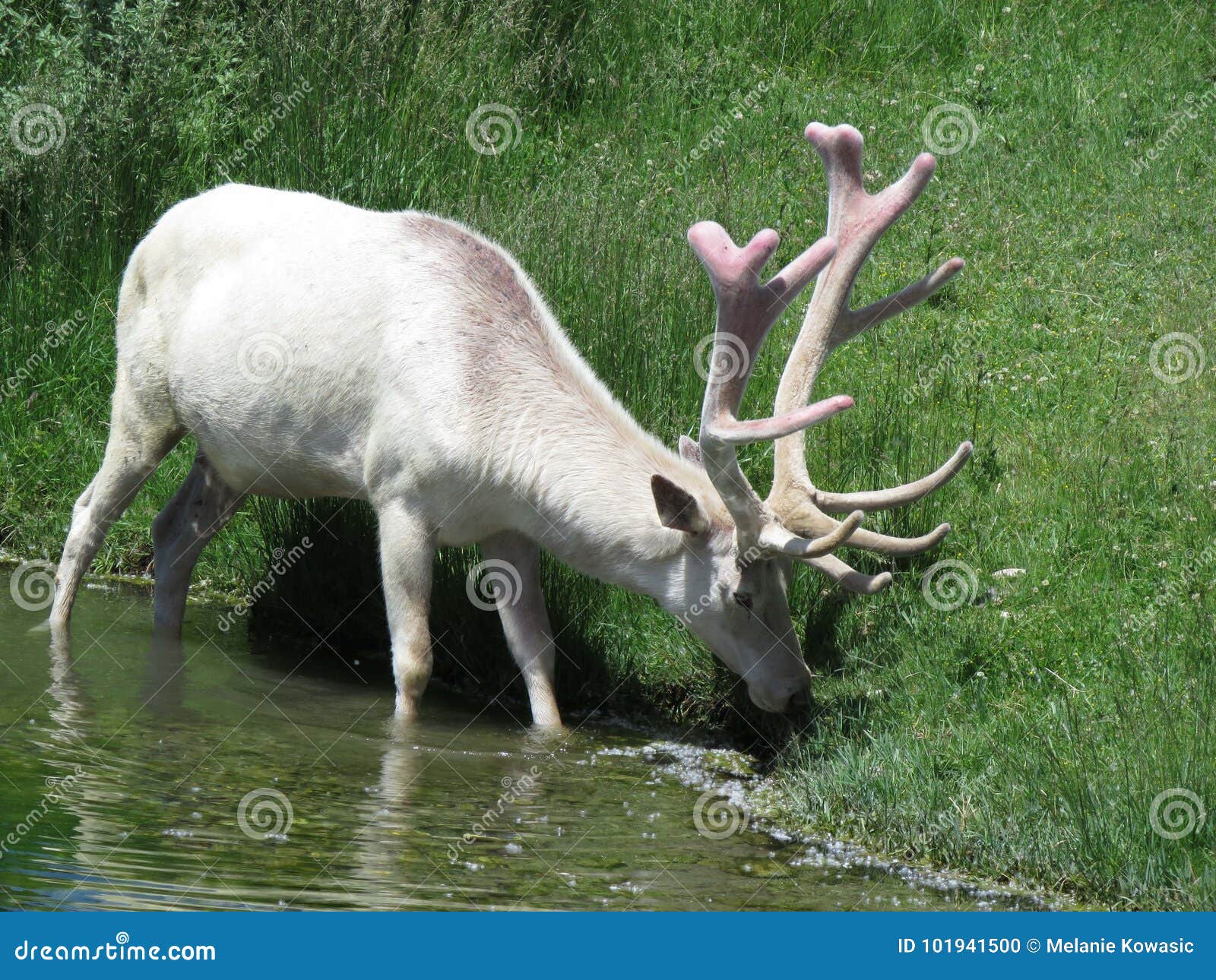 White elk stock photo. Image of wildlife, antlers, water - 101941500