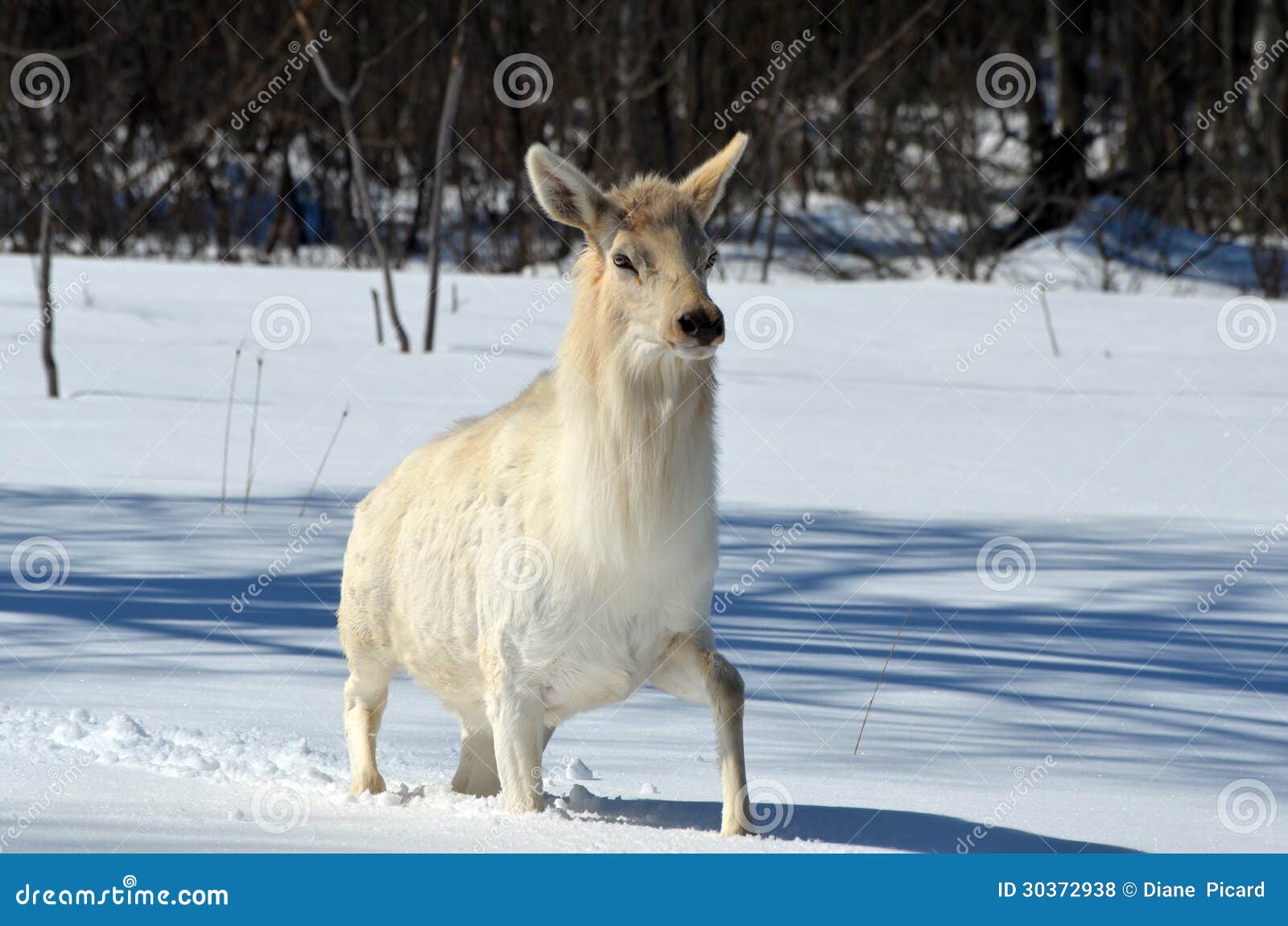 White Elk stock photo. Image of dangerous, white, wilderness - 30372938