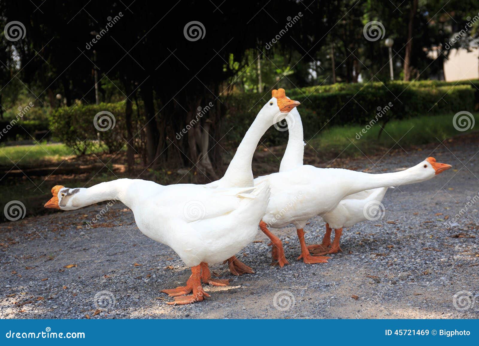 White Embden Domestic Geese Stock Image - Image of geese, bird: 45721469