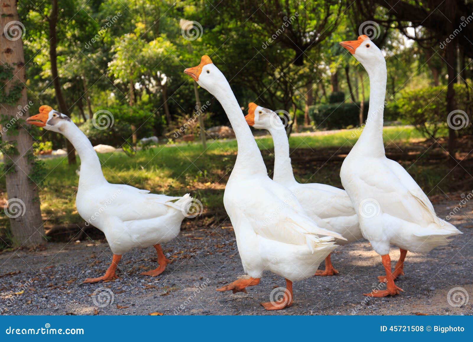 White Embden Domestic Geese Stock Photo - Image of farm, orange: 45721508
