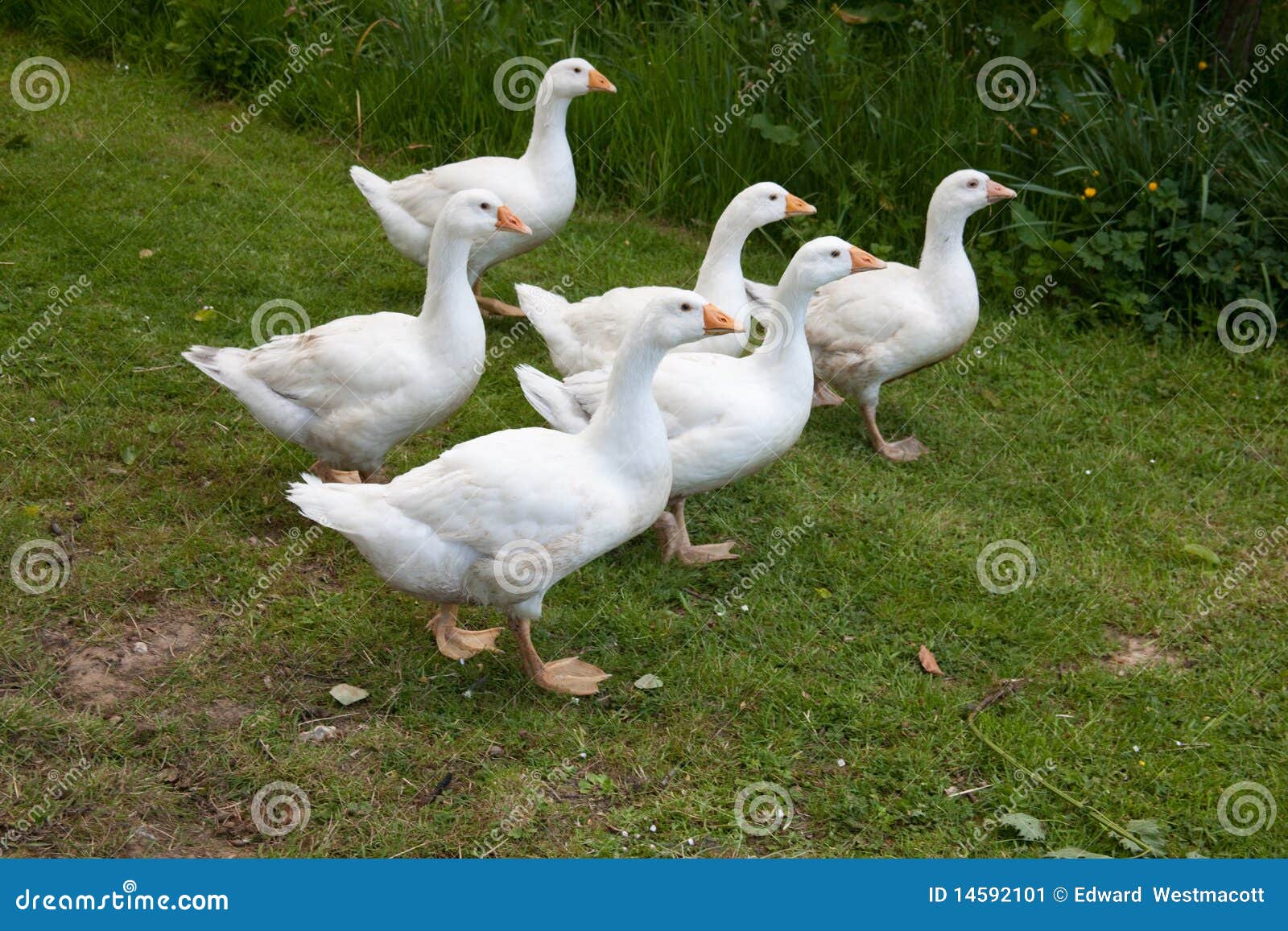 White Embden Geese stock image. Image of direction, marching - 14592101