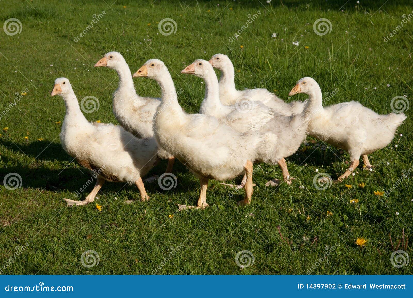 White Embden gosling geese stock photo. Image of outdoor - 14397902