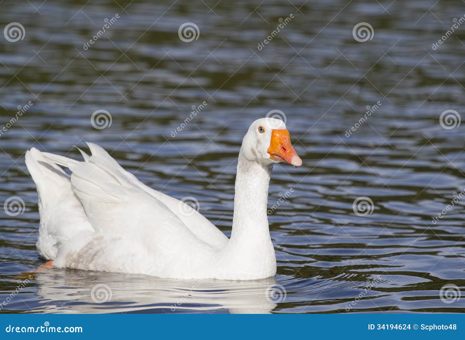 White Emden goose stock photo. Image of waterfowl, avian - 34194624
