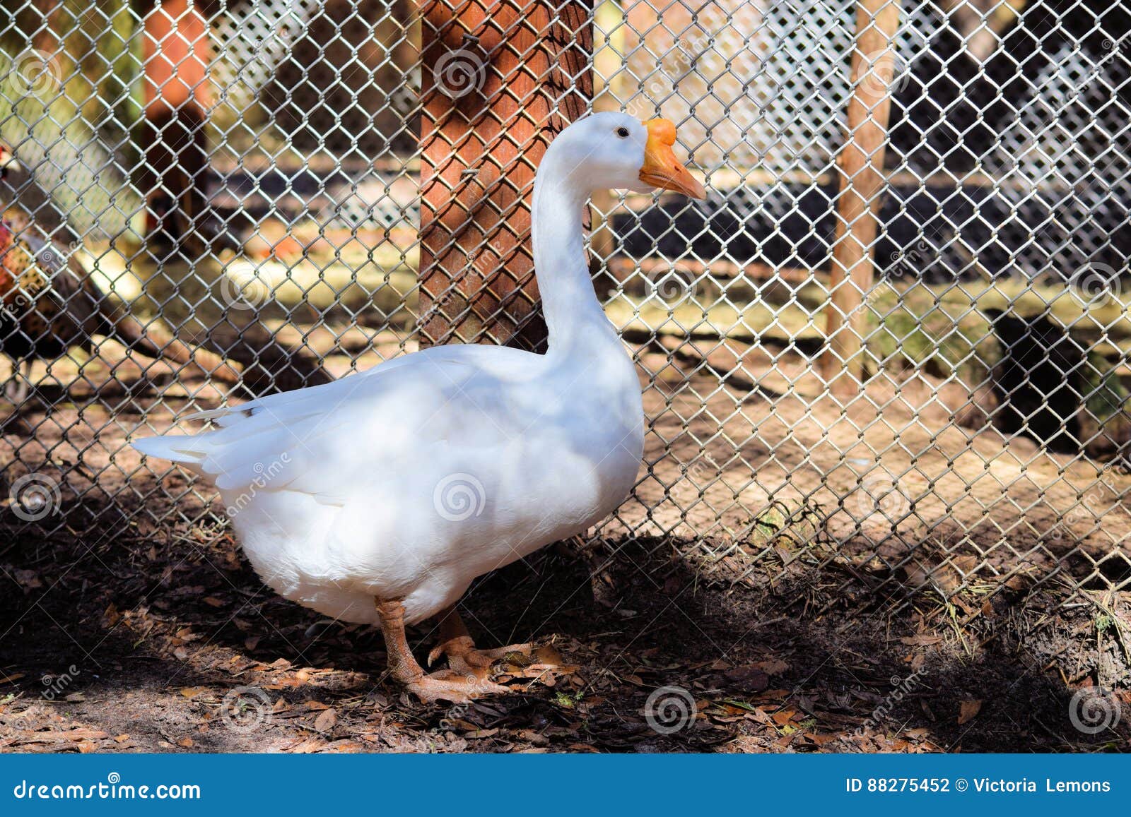 White Emden Goose standing stock photo. Image of meat - 88275452