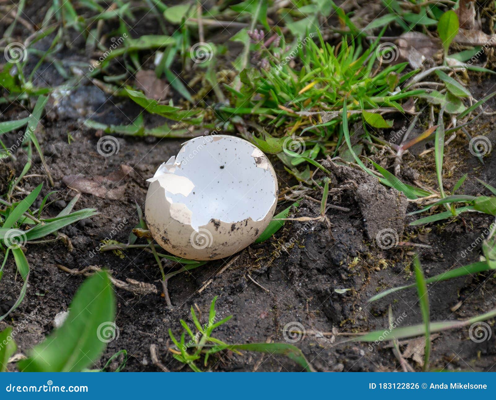 A White and Empty Egg Shell on the Ground Stock Photo - Image of growth ...
