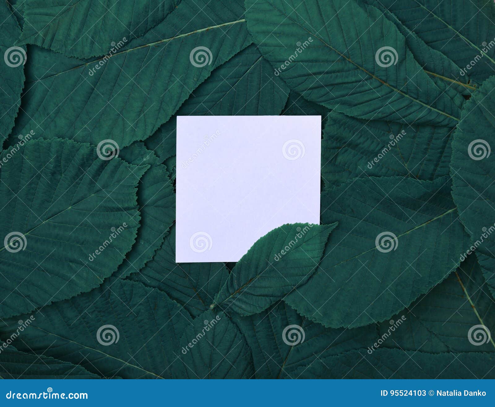 White Empty Leaf among Green Leaves of Chestnut Stock Image - Image of ...