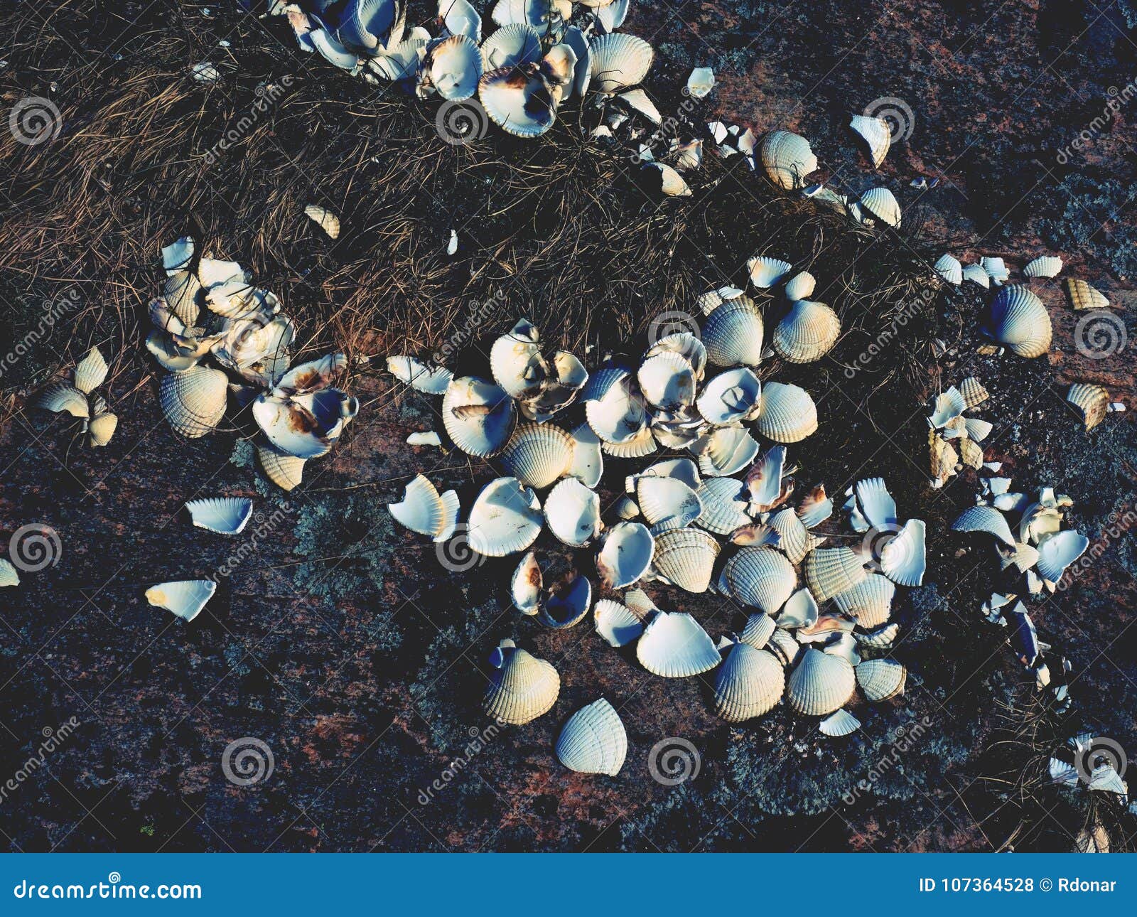 White Empty Seashells in Dry Moss on Stone. Empty Shells, Rest after ...