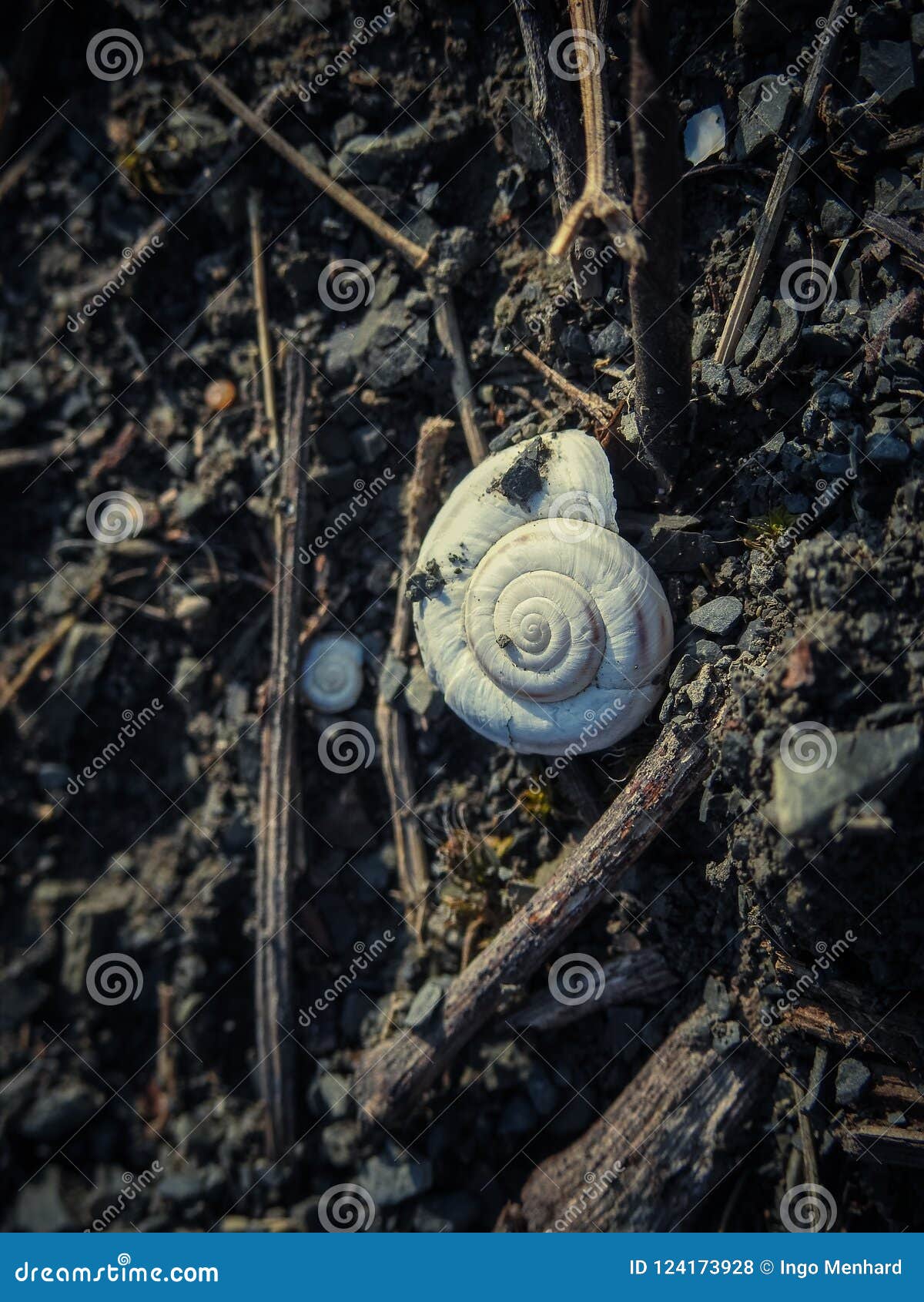 White Empty Snail Shell on the Ground Stock Photo - Image of land ...