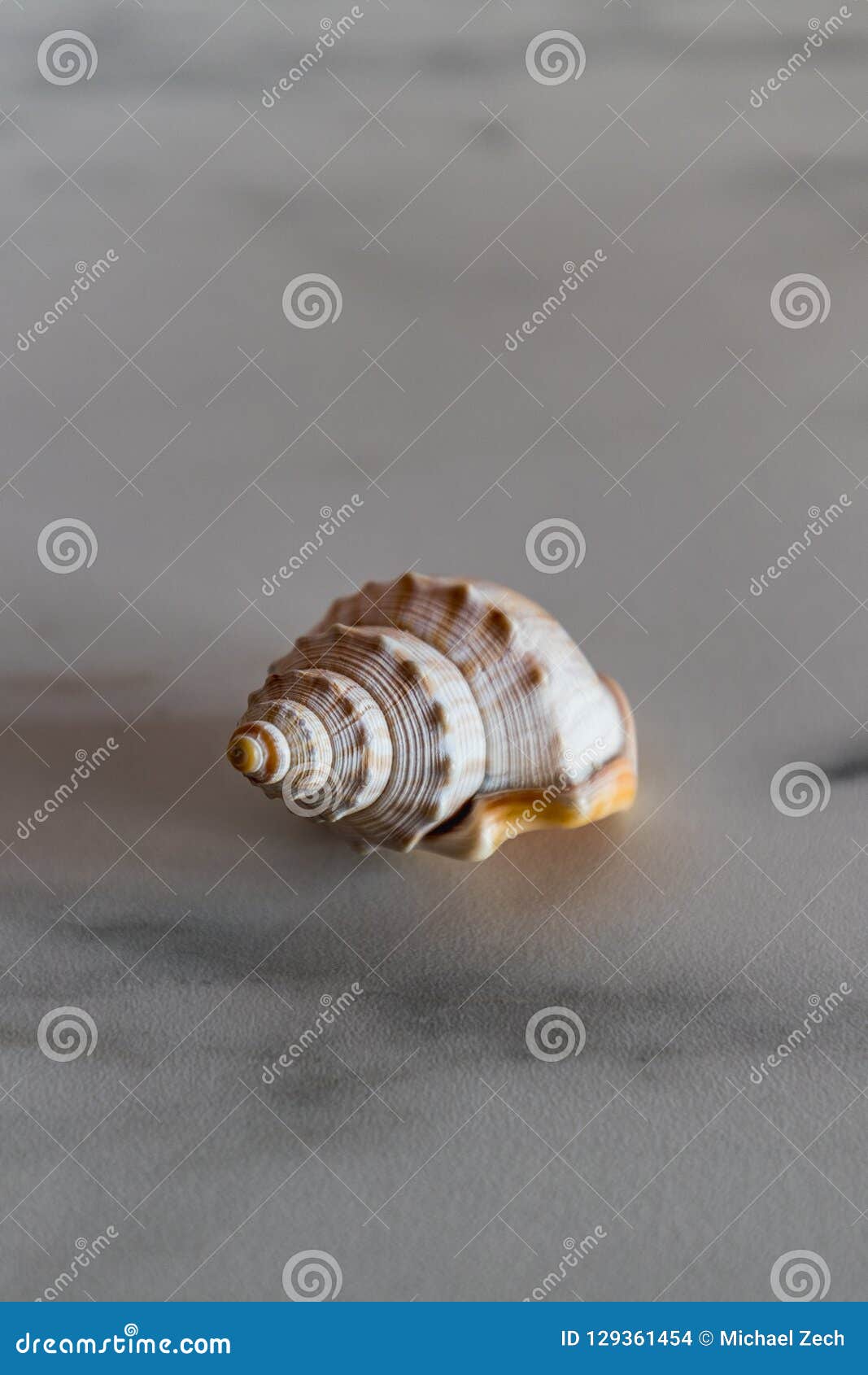 White Empty Spiral Shell on a Marble Plate Stock Photo - Image of hole ...