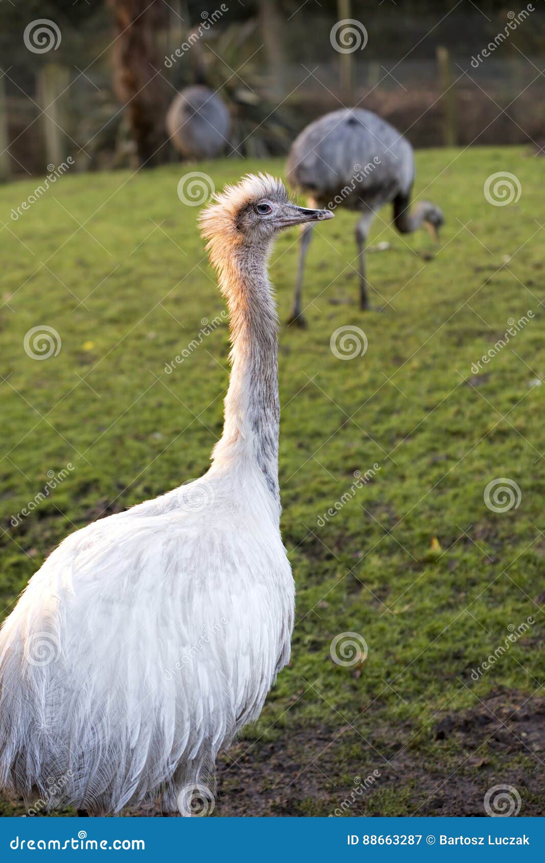 White Emu Stock Photos - Royalty Free Images