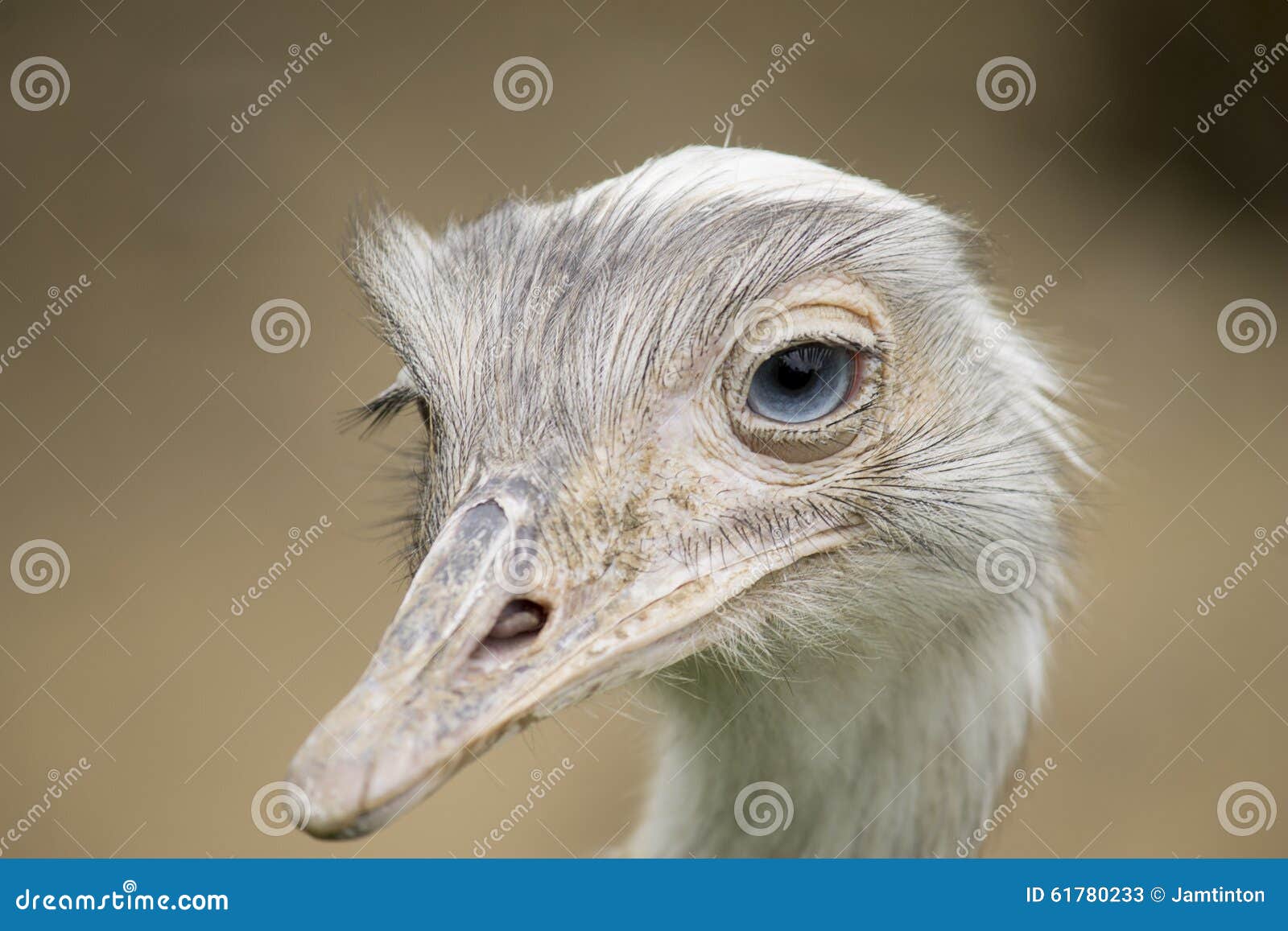 White emu portrait stock image. Image of feather, large - 61780233