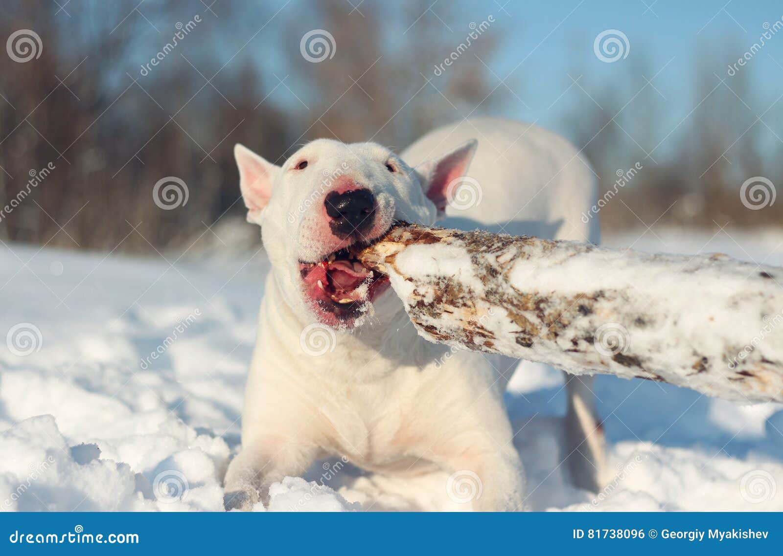 White English Bull Terrier Play with a Stick Stock Photo - Image of ...