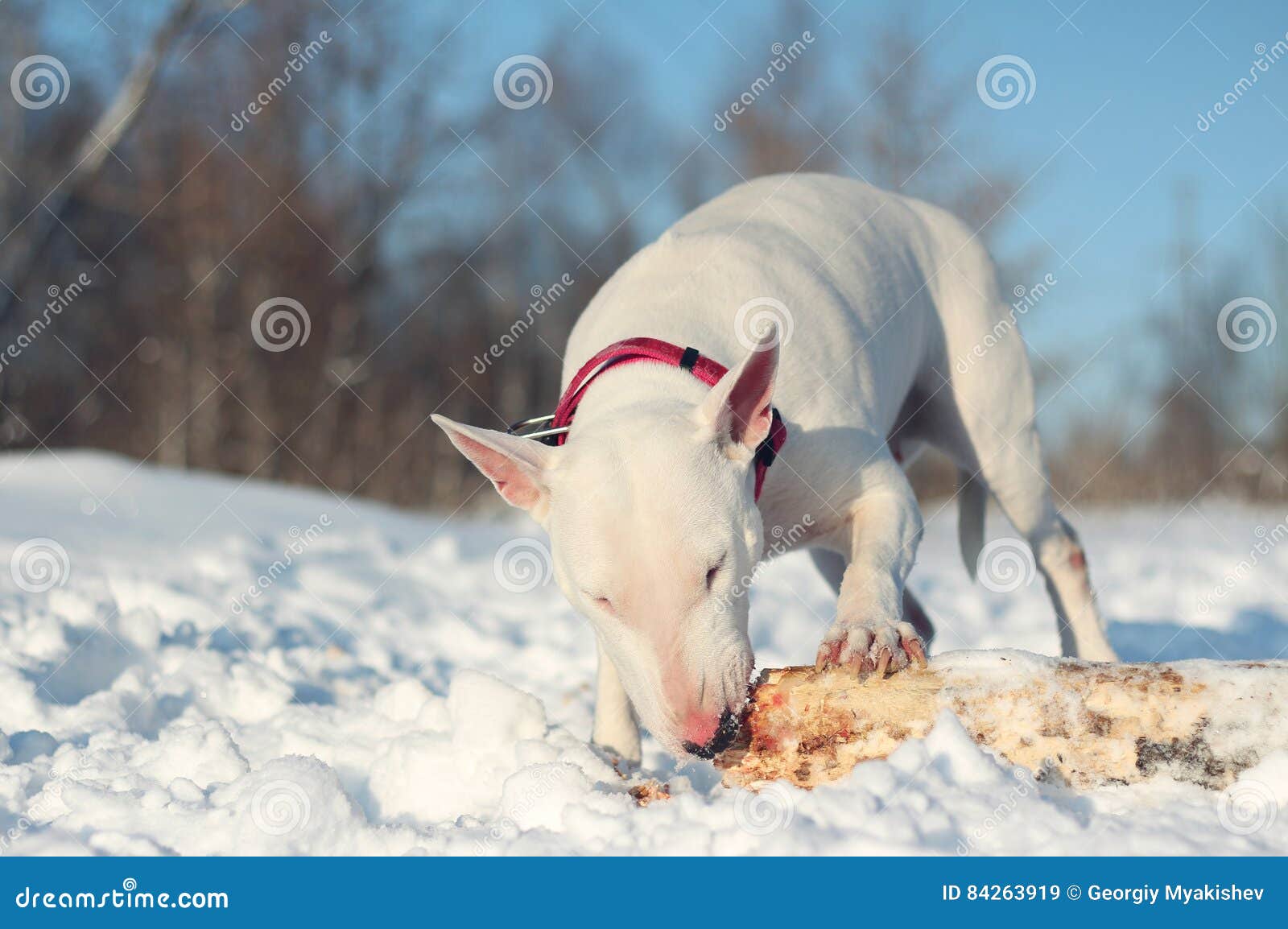 White English Bull Terrier Play with a Stick Stock Image - Image of ...