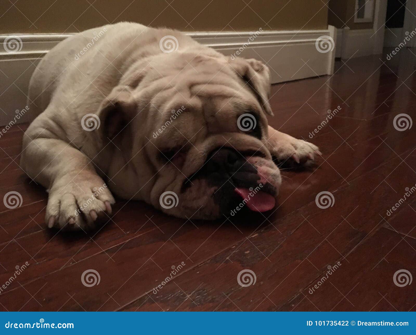 Ruby Sue the Bulldog stock photo. Image of nose, fawn - 101735422