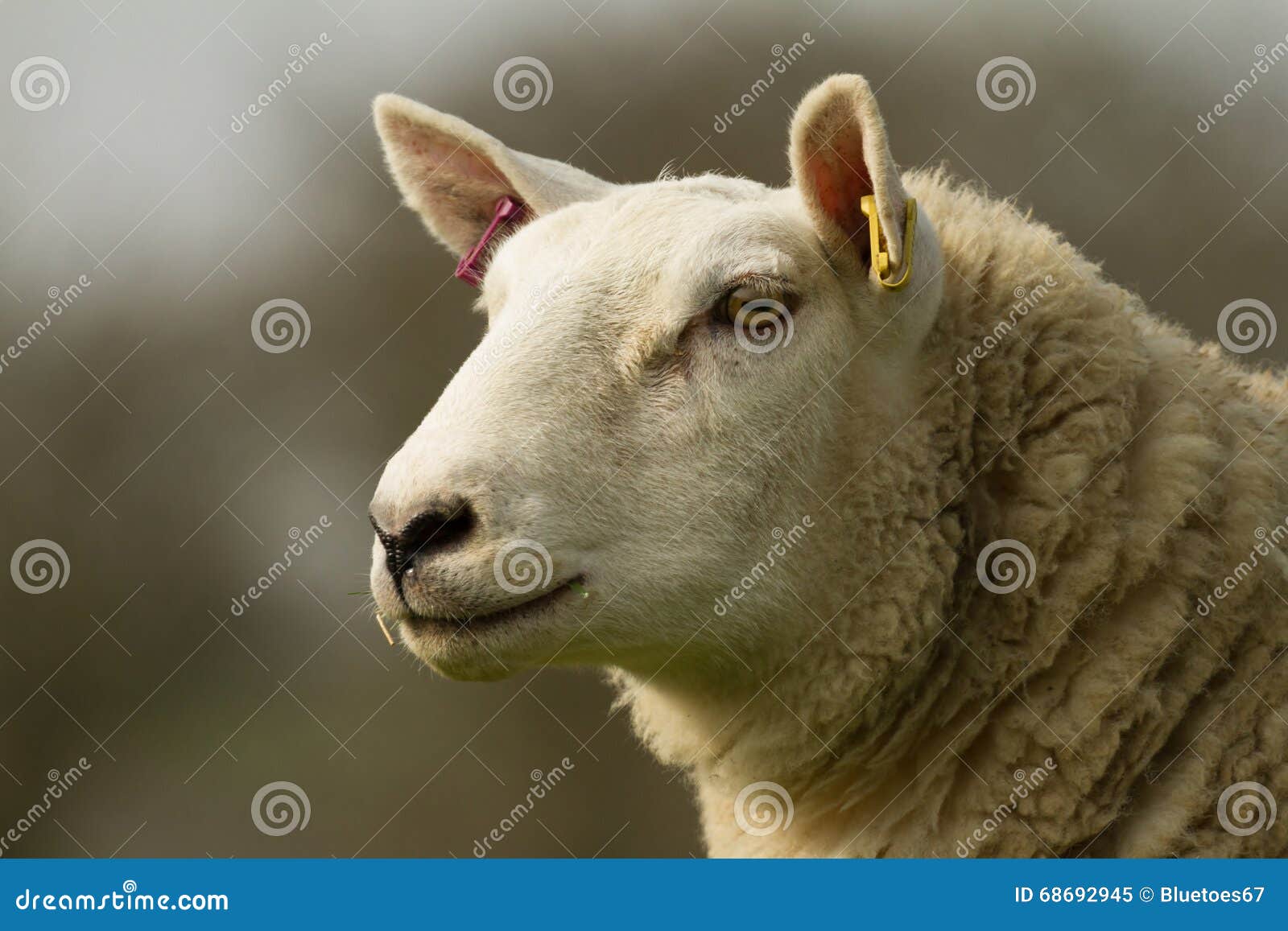 A White English Sheep S Head Stock Image - Image of nature, agriculture ...