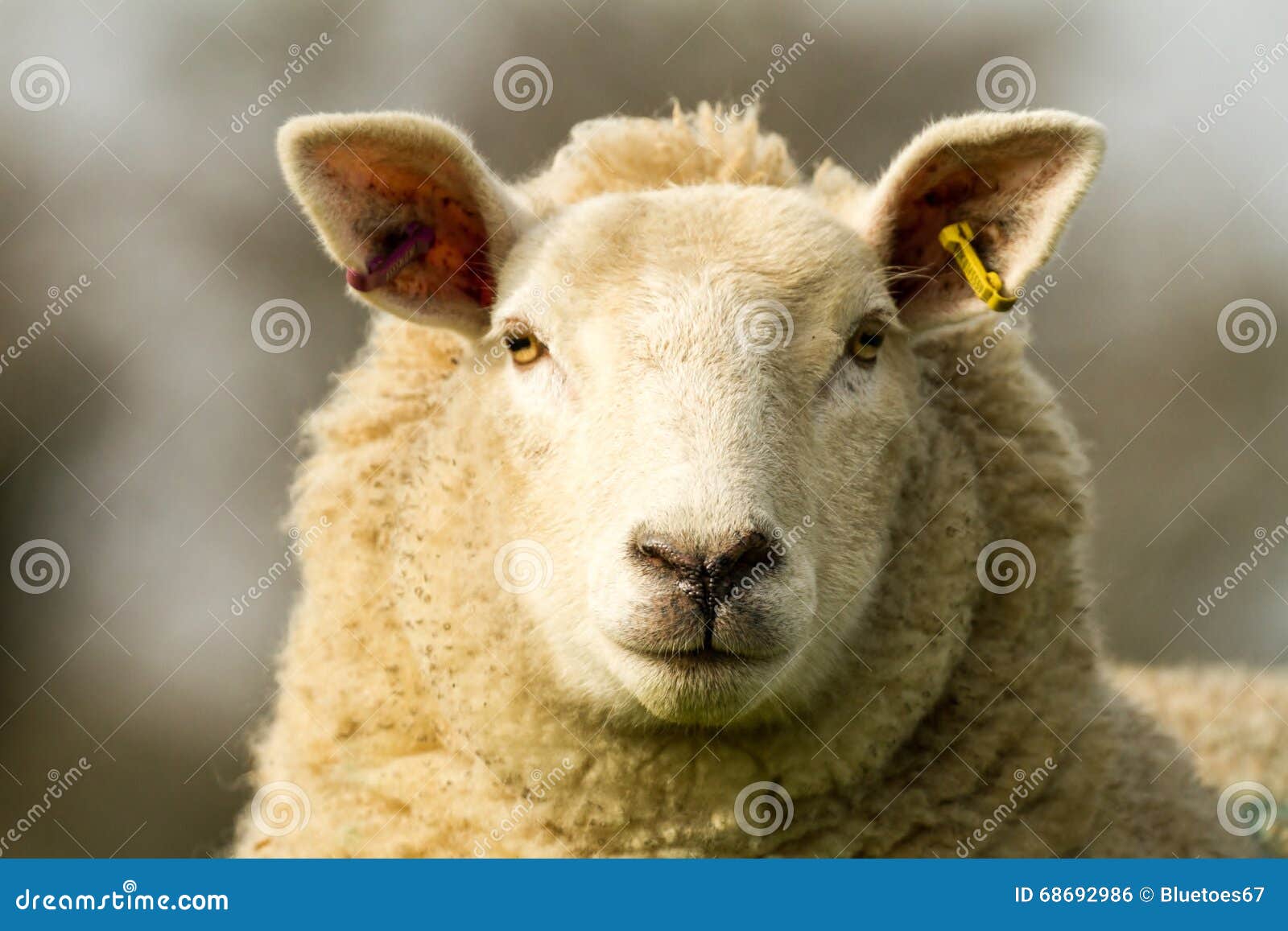 A White English Sheep S Head Stock Photo - Image of mammal, beautiful ...
