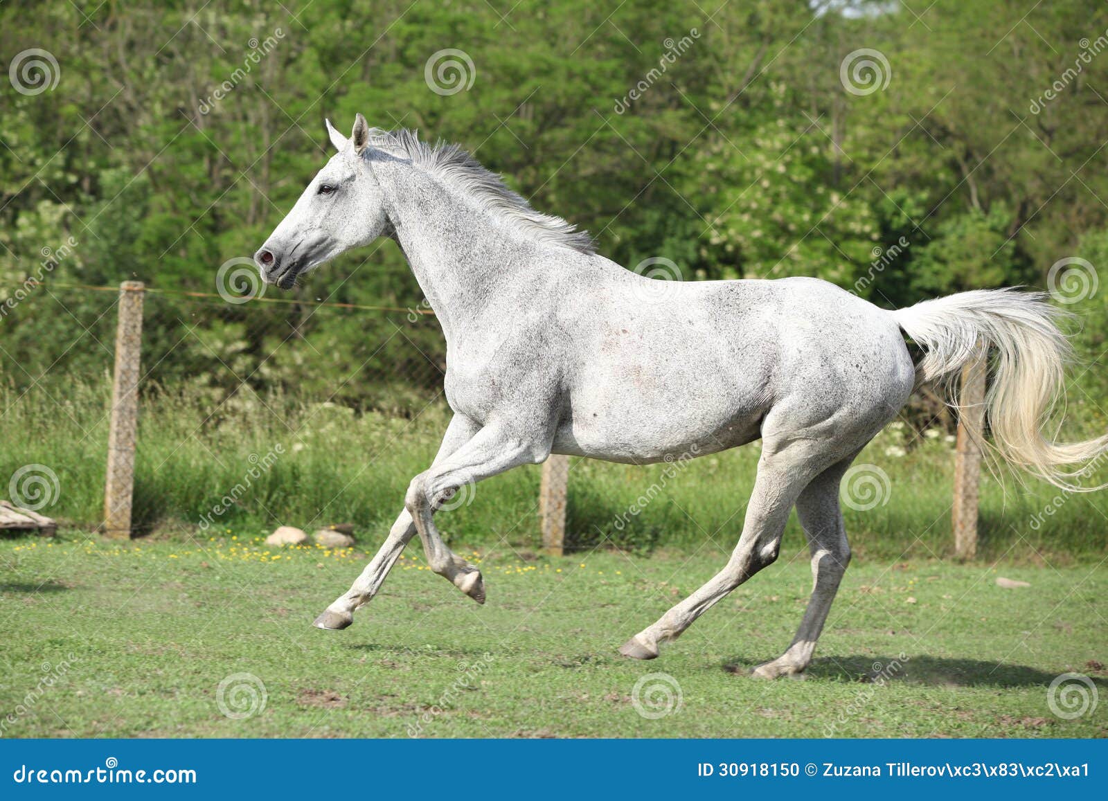 White English Thoroughbred Horse Running in Paddock Stock Photo - Image ...