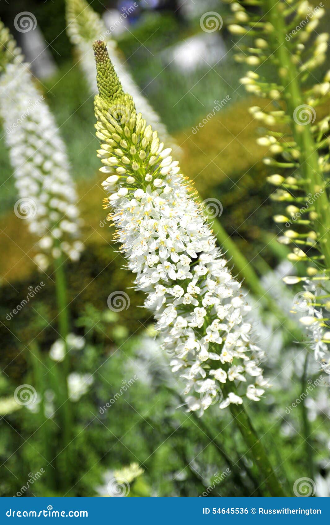 White Eremurus or Foxtail Lily Stock Photo - Image of lily, white: 54645536