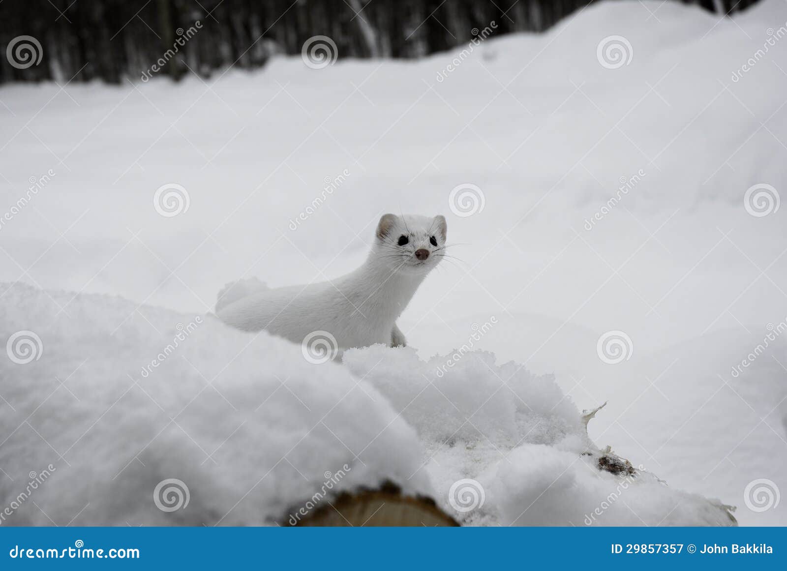 Arctic Ermine