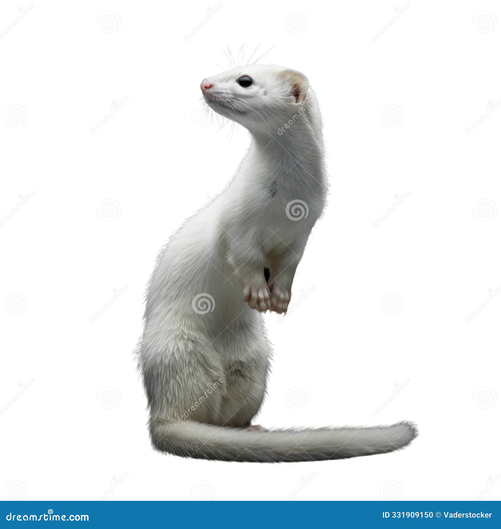 White Ermine Standing on Hind Legs Stock Illustration - Illustration of ...