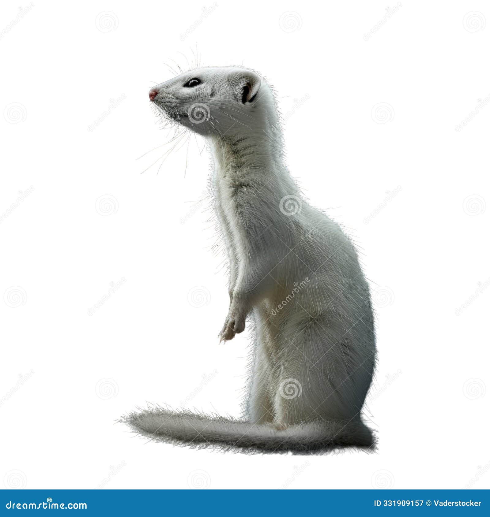 White Ermine Cartoon Illustration | CartoonDealer.com #69378541