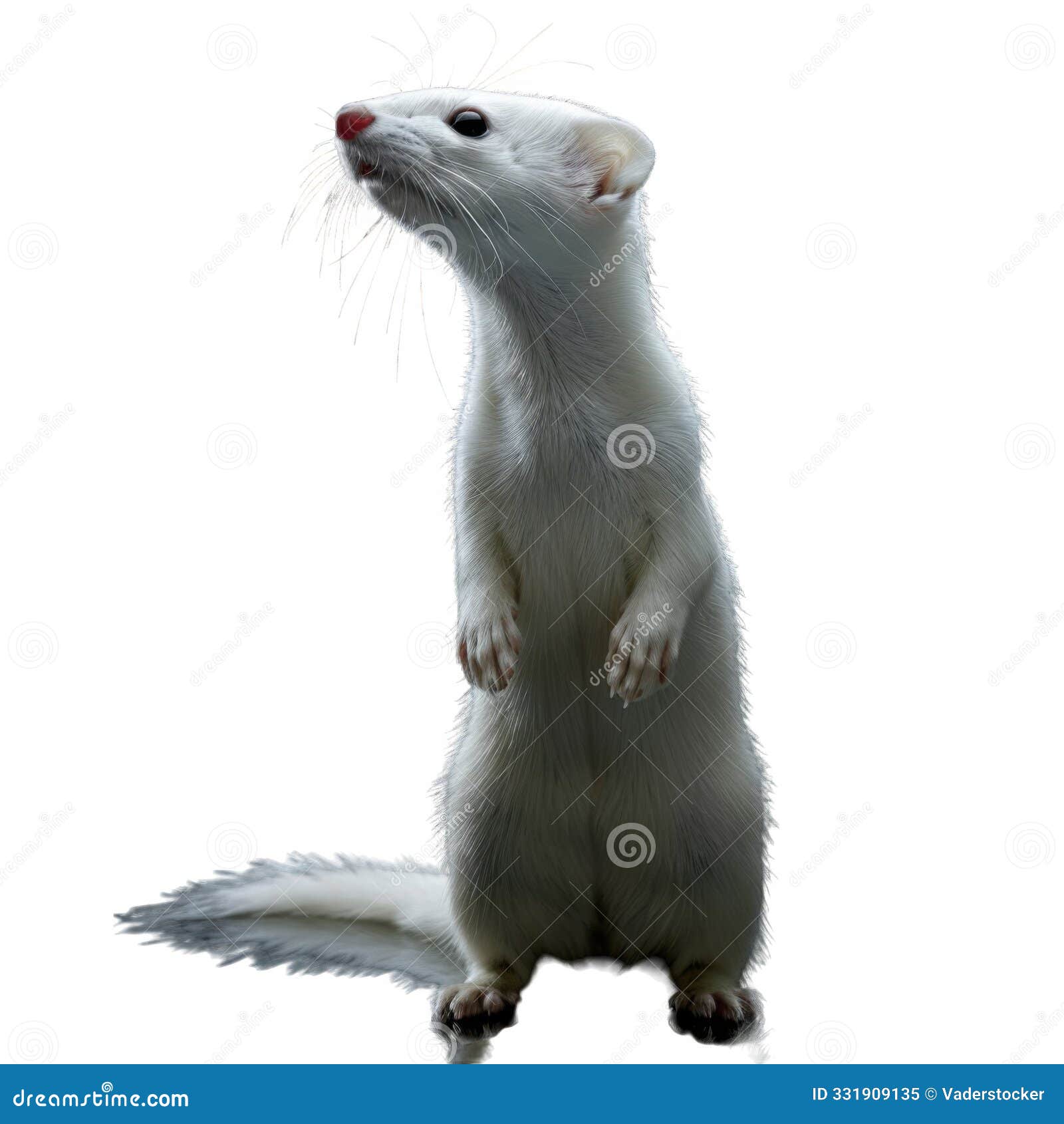 White Ermine Standing on Hind Legs Stock Image - Illustration of nose ...
