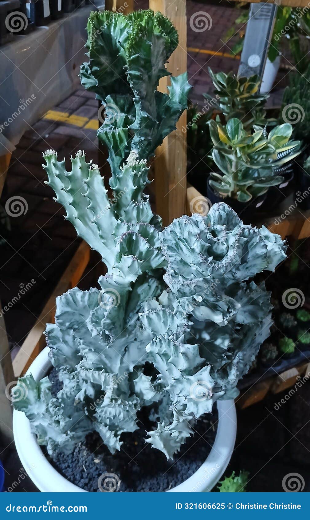 White Euphorbia Lactea Cactus Stock Image - Image of white, euphorbia ...