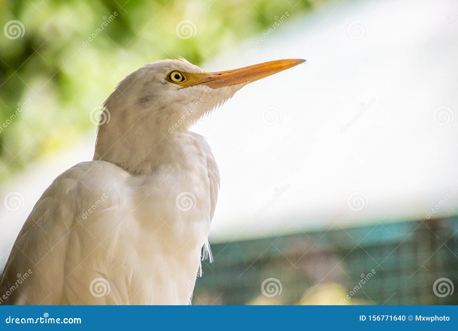 White Eurasian Crane with Yellow Beak and White Feathers Stock Photo ...