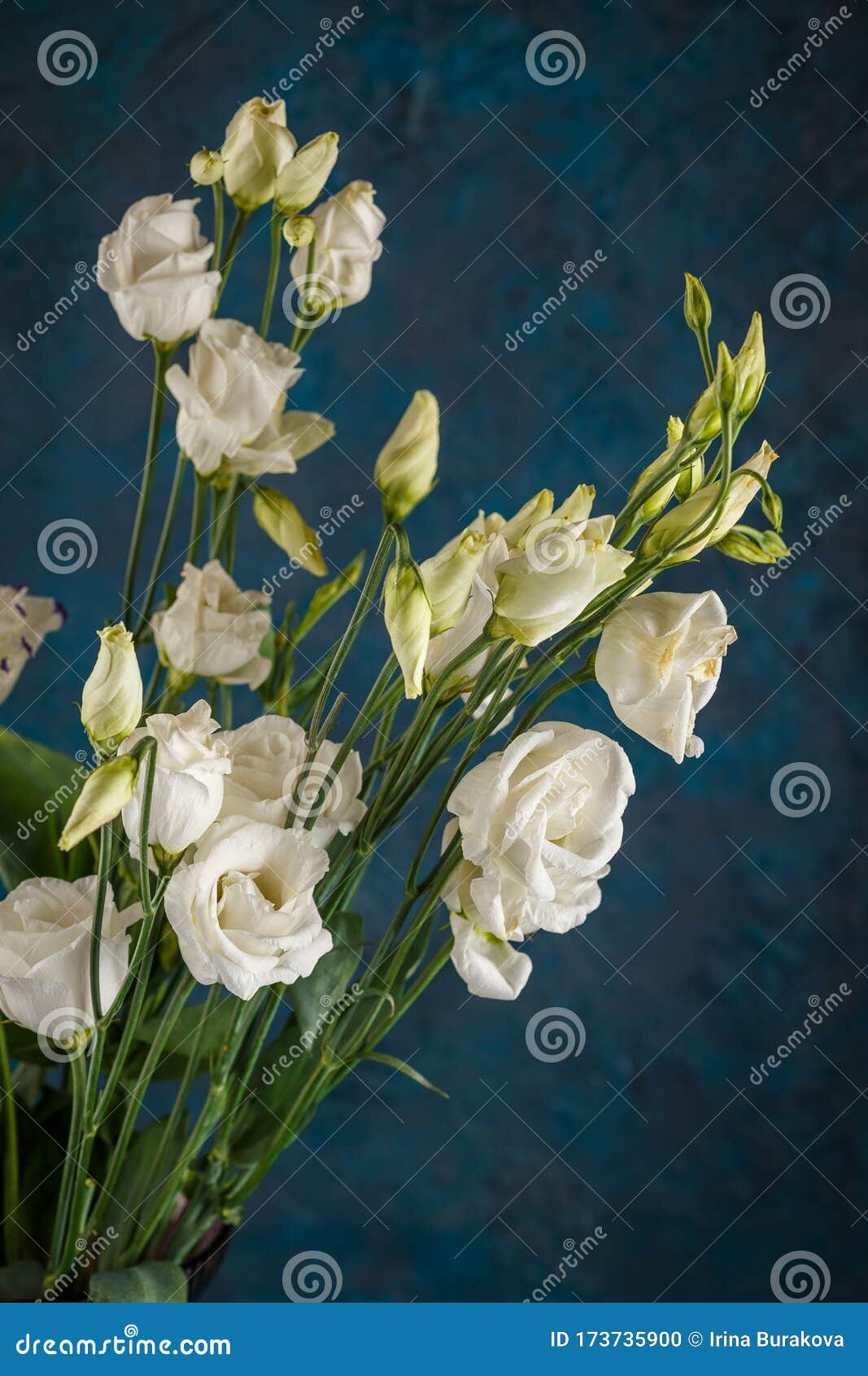 White eustoma flowers stock photo. Image of background - 173735900