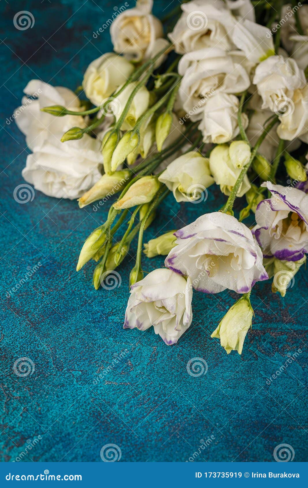White eustoma flowers stock image. Image of botany, background - 173735919