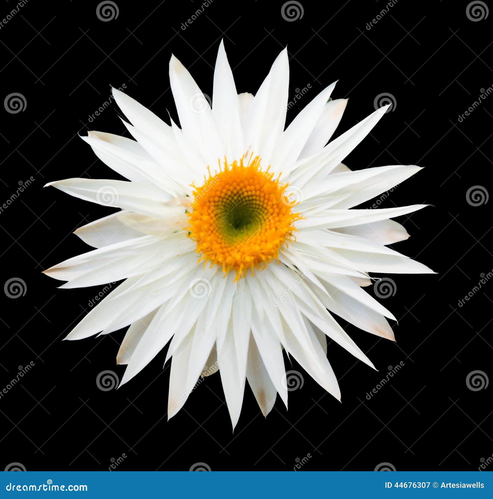 White everlasting flower stock image. Image of beautiful - 44676307
