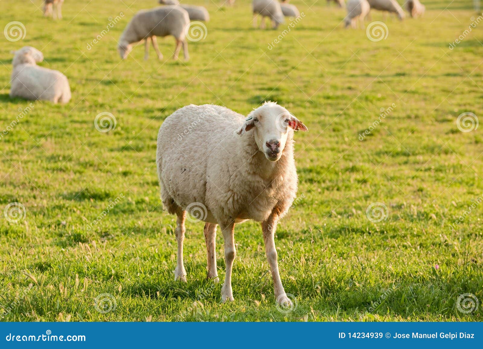 White ewe stock image. Image of fresh, outdoor, natural - 14234939
