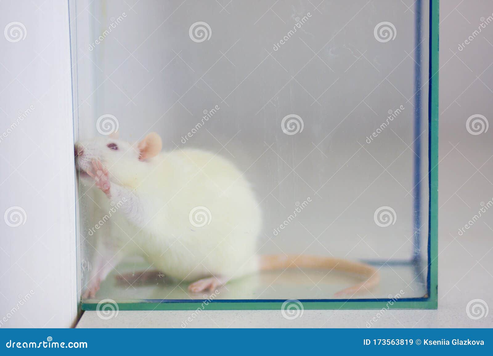 White Experimental Rat Under Glass. Laboratory Stock Image - Image of ...
