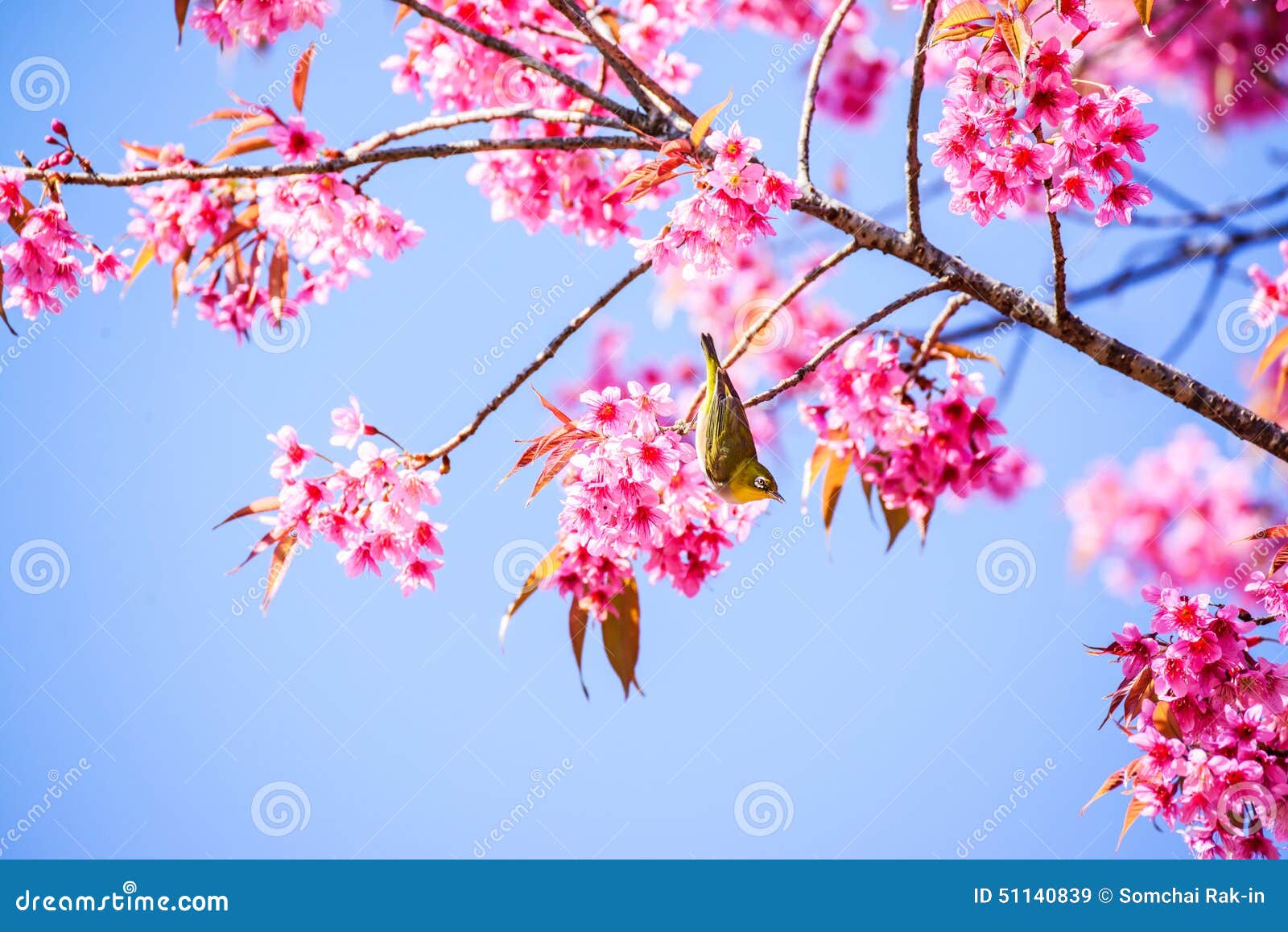 White-Eye Bird on Cherry Blossom and Sakura Stock Image - Image of ...