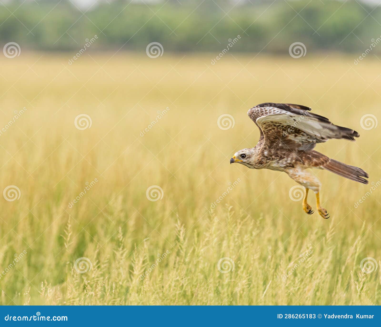 A White Eye Buzzard flying stock image. Image of brown - 286265183