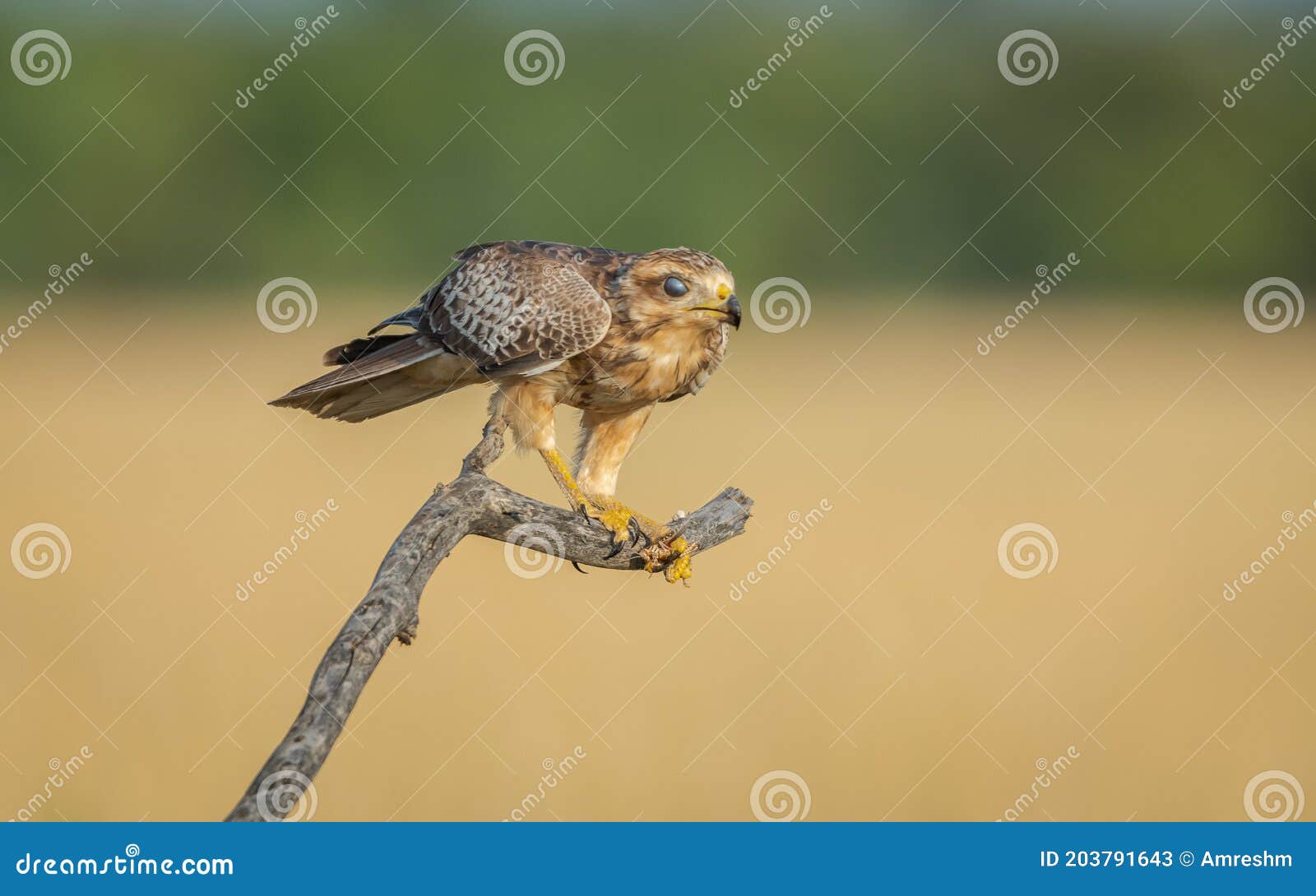 White Eyed Buzzard Perching on a Branch Stock Image - Image of forest ...
