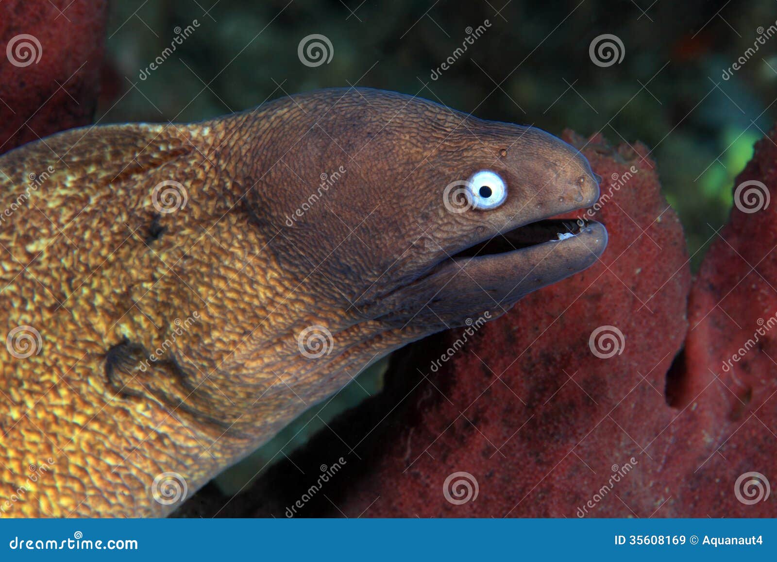White-eyed moray eel stock image. Image of indonesia - 35608169