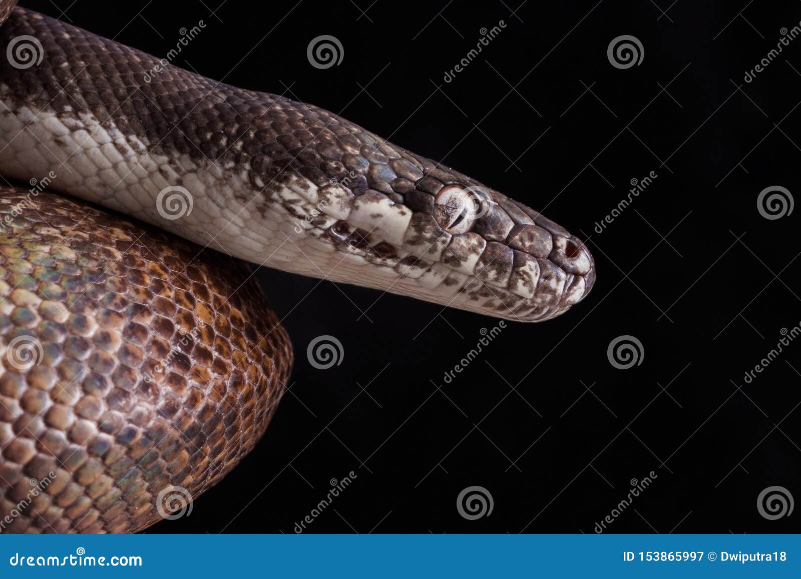 White-eyed Python, Liasis Mackloti Savuensis Isolated on Black ...