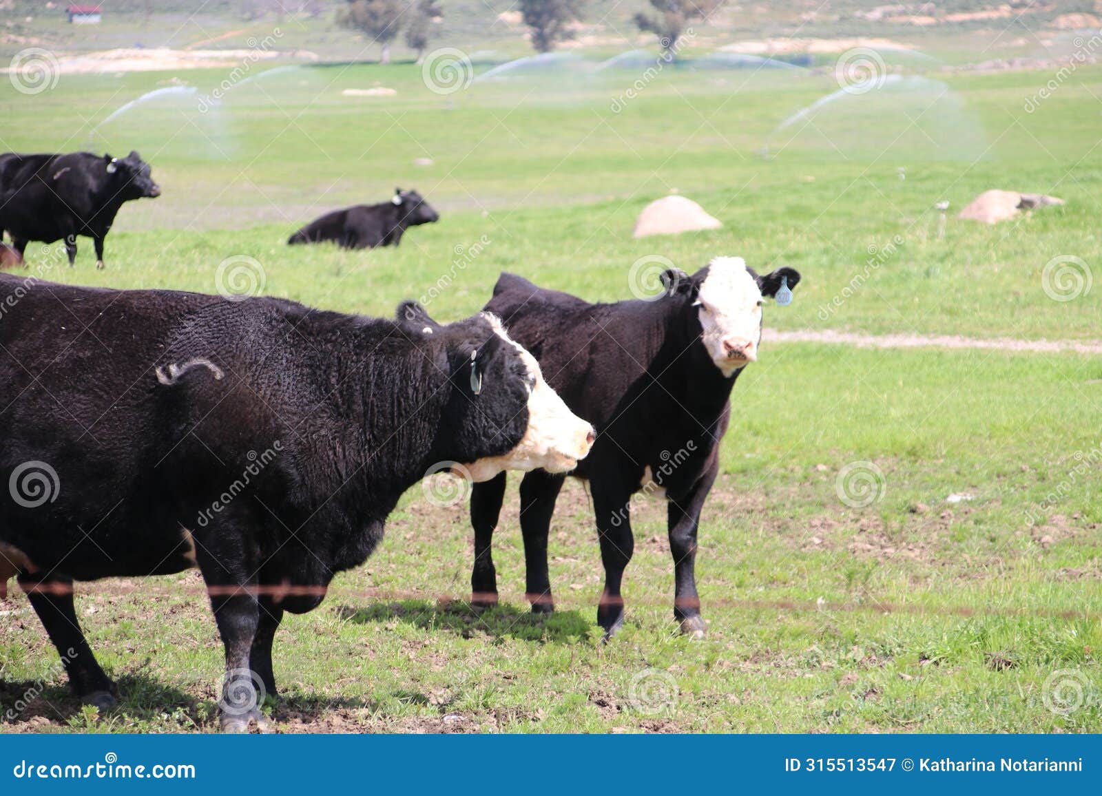 California Scenery Black Baldy And Black Angus Cattle In Field