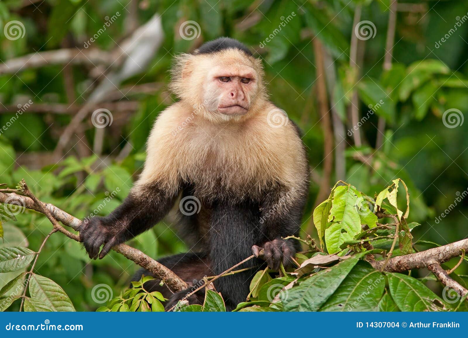 White Face Capuchin Monkey Stock Images - Image: 14307004