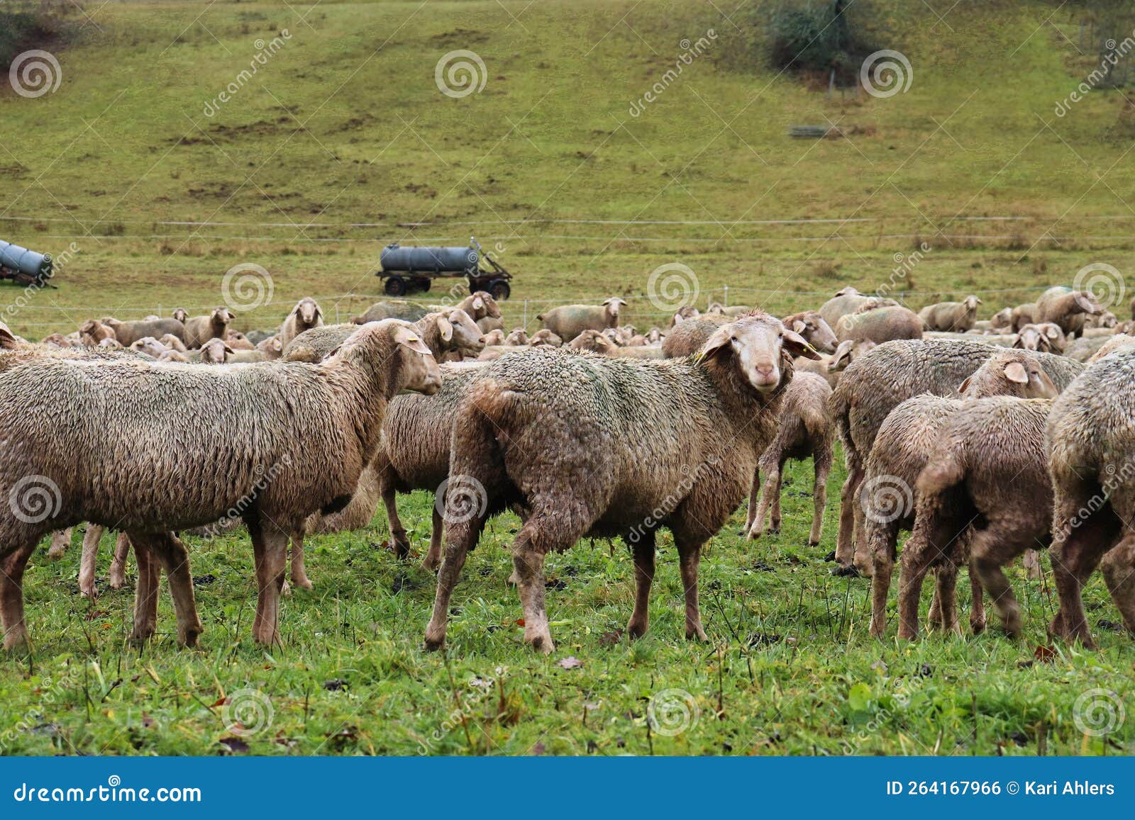Side of sheep looking back stock photo. Image of palatinate - 264167966