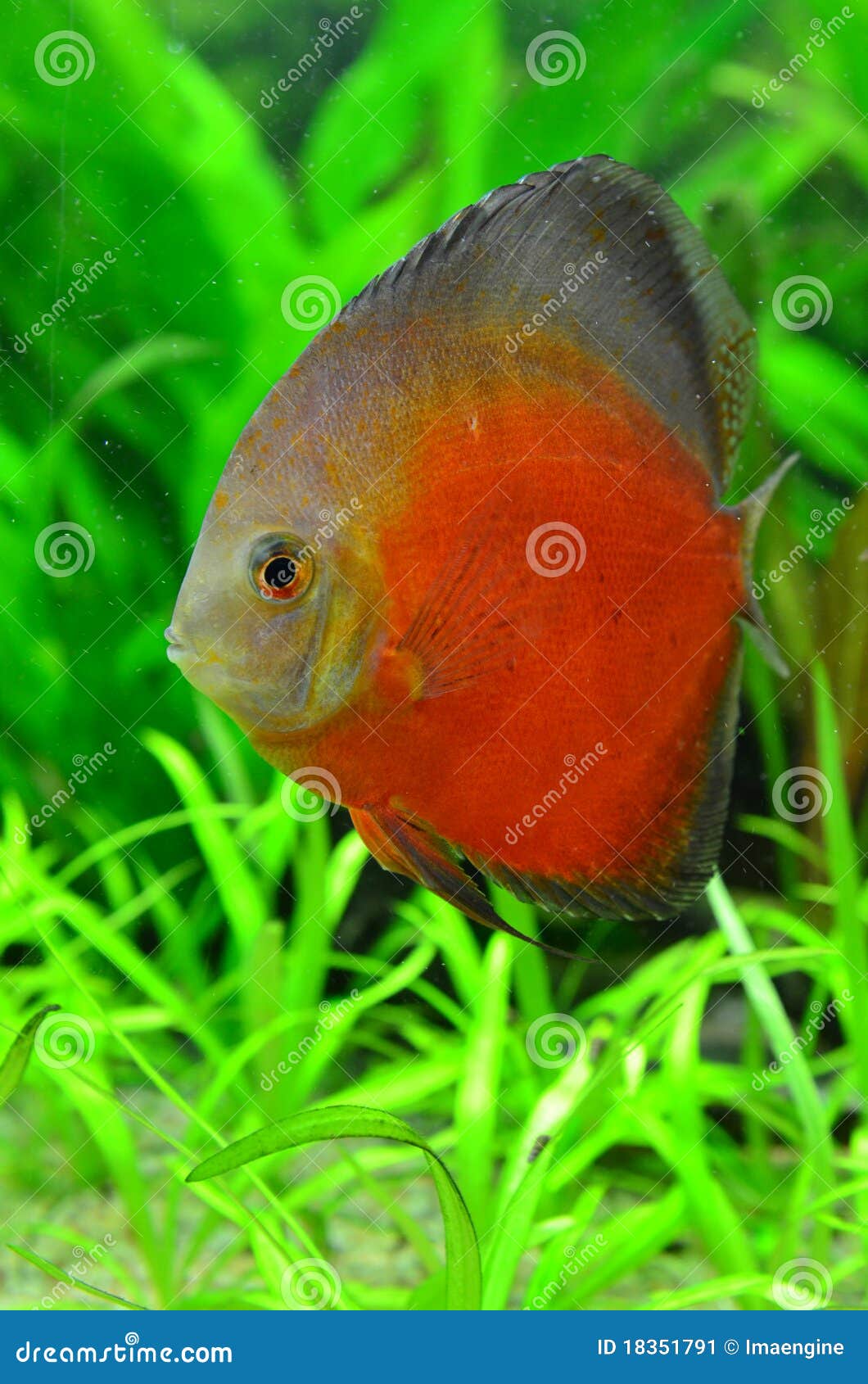 White Face Melon Discus Fish Stock Image - Image of jewel, planted ...