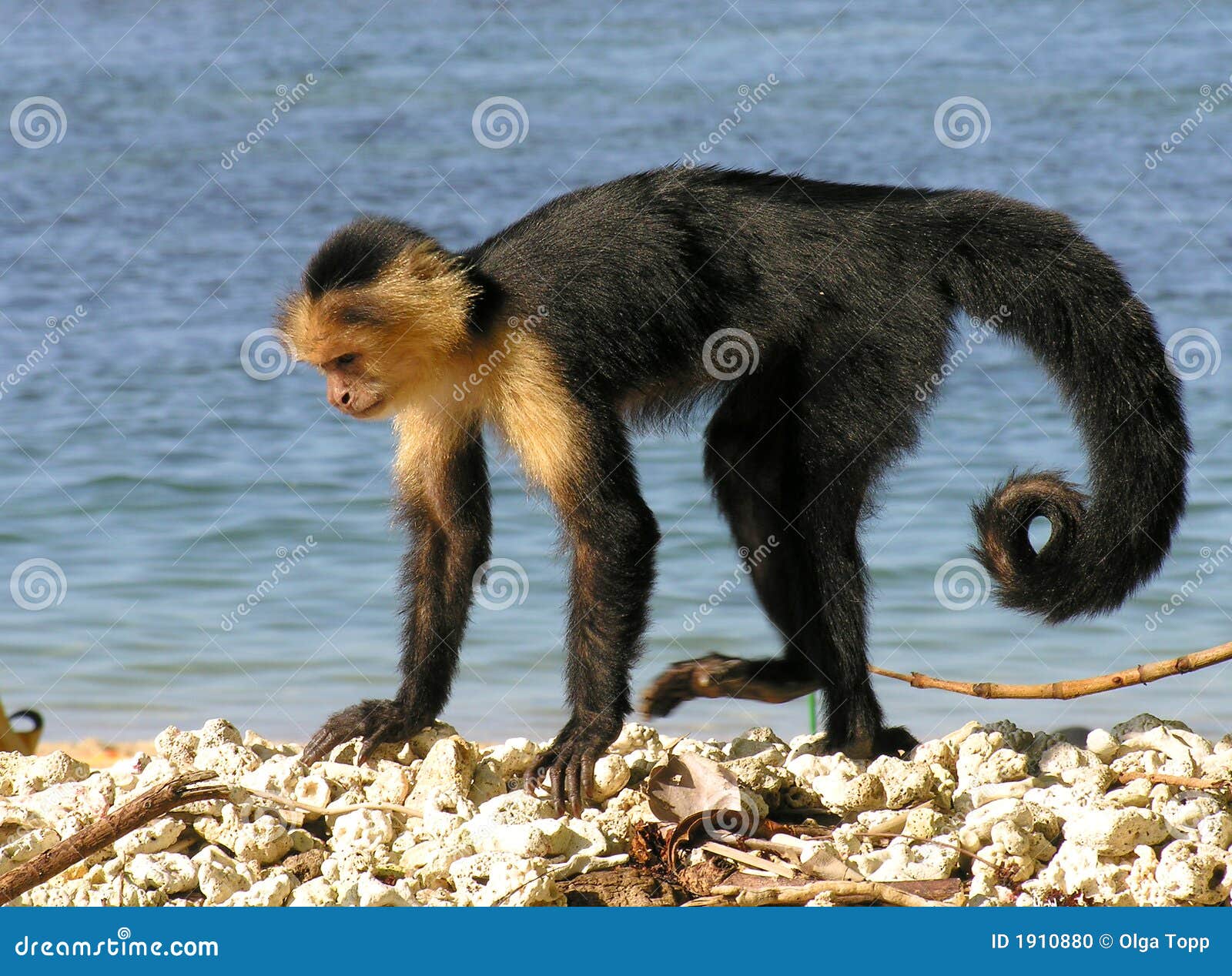 White Face Monkey stock photo. Image of forage, gravel - 1910880