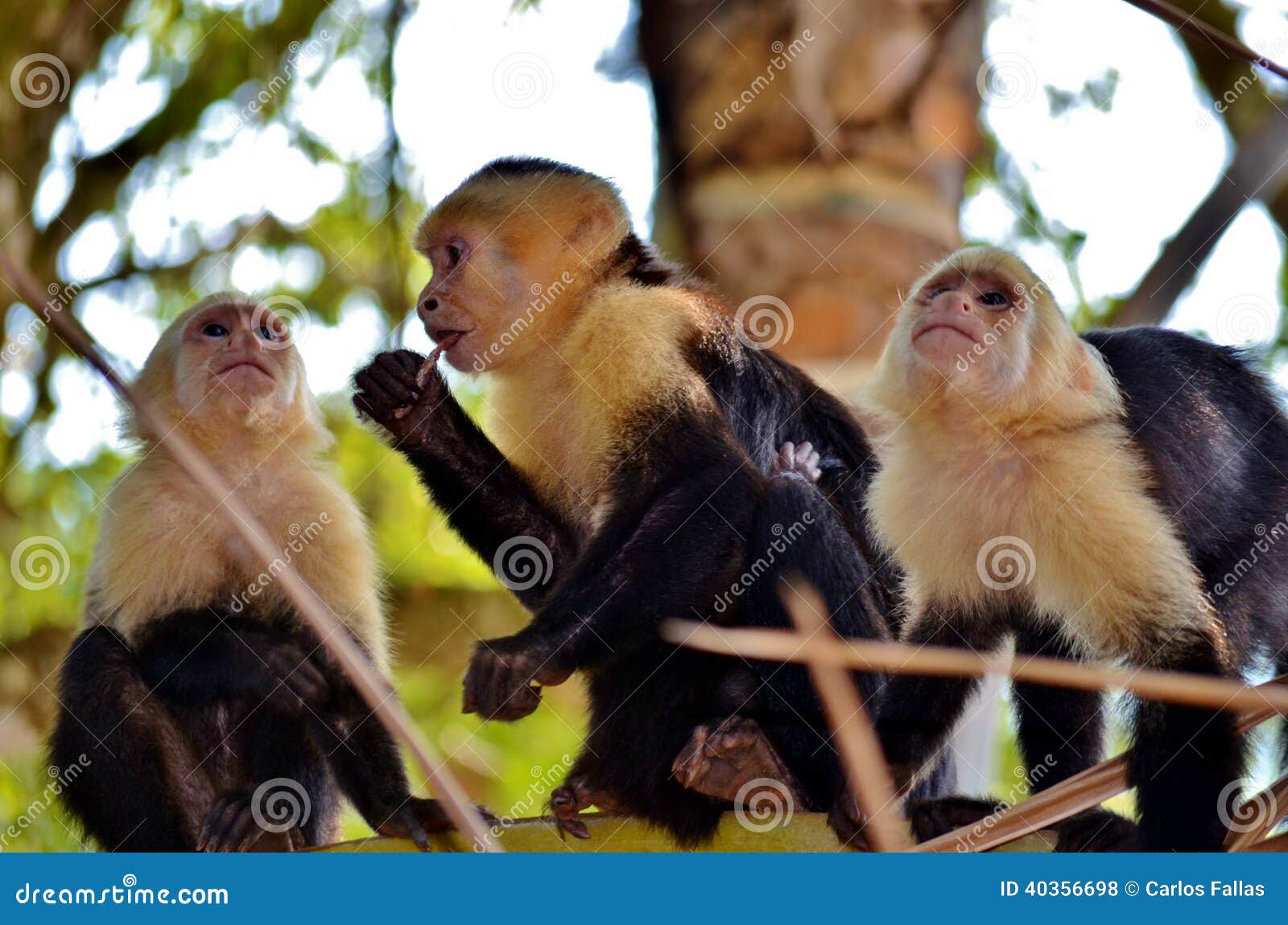 White face monkey stock photo. Image of jungle, mother - 40356698