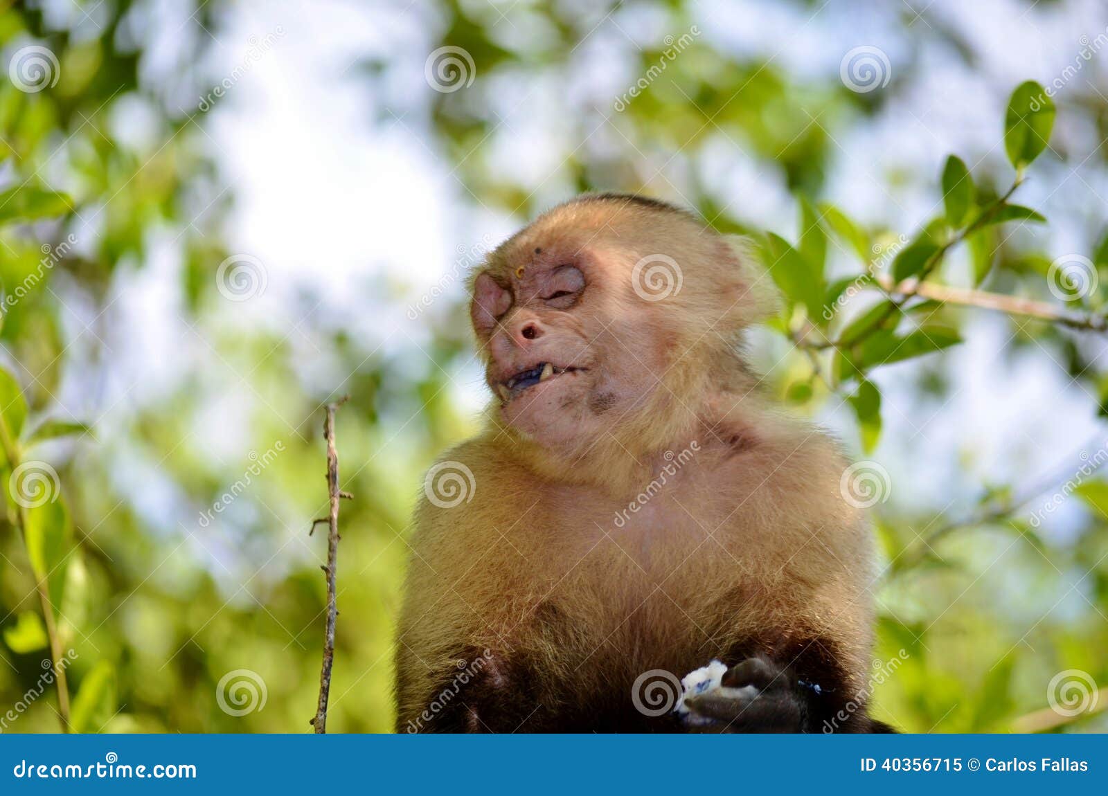 Sad Face Monkey Sit On The Tree Royalty-Free Stock Photography ...