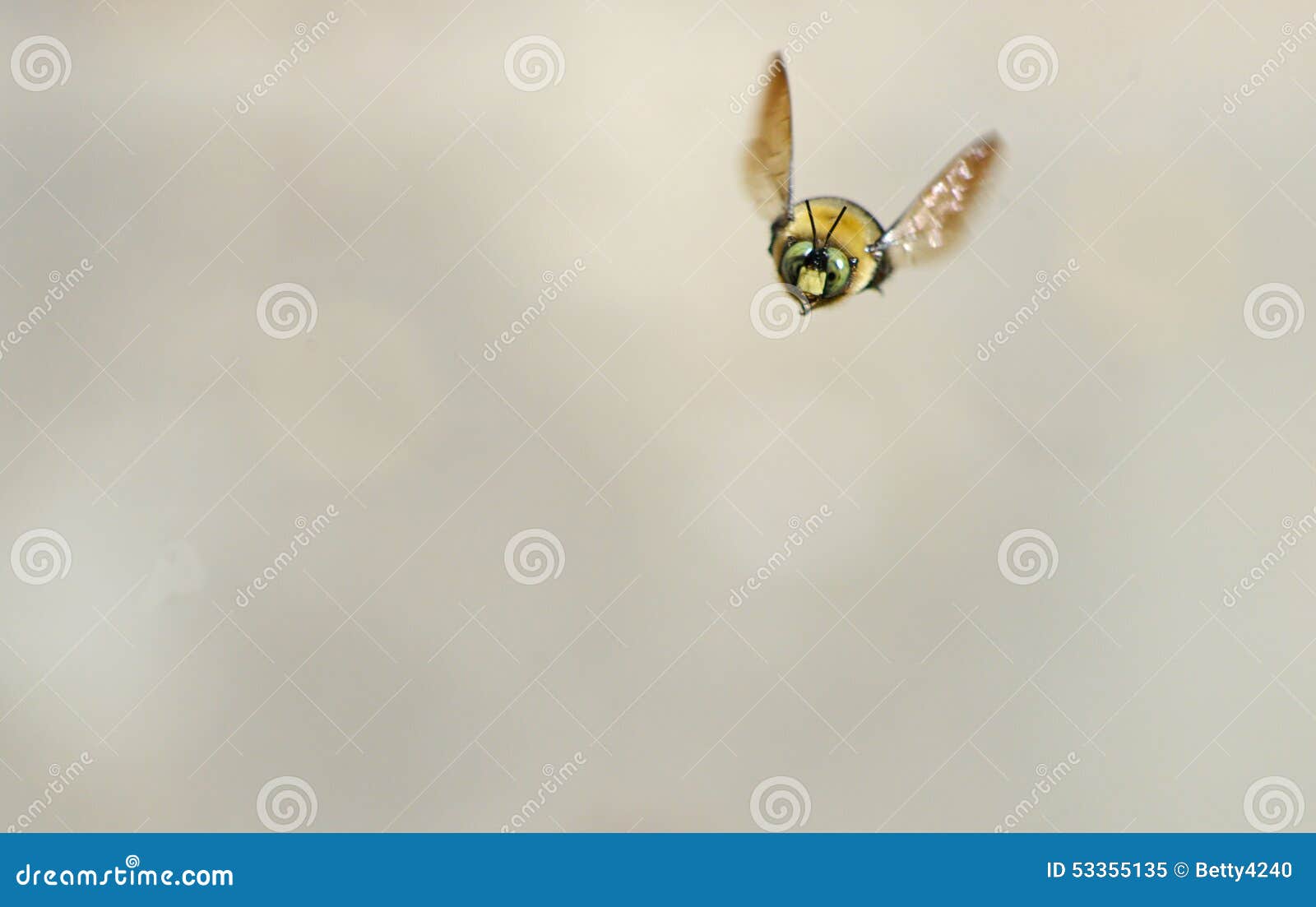 White Faced Bumble Bee Flying Toward the Camera. Stock Image - Image of ...
